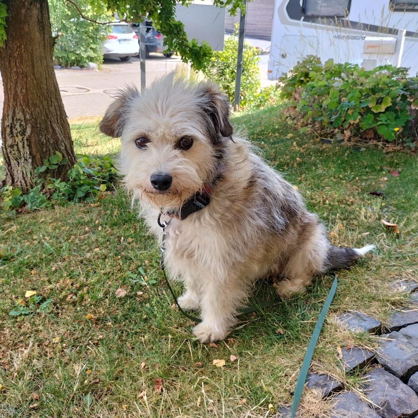 Unsere Hunde - Tierrettung International e.V.