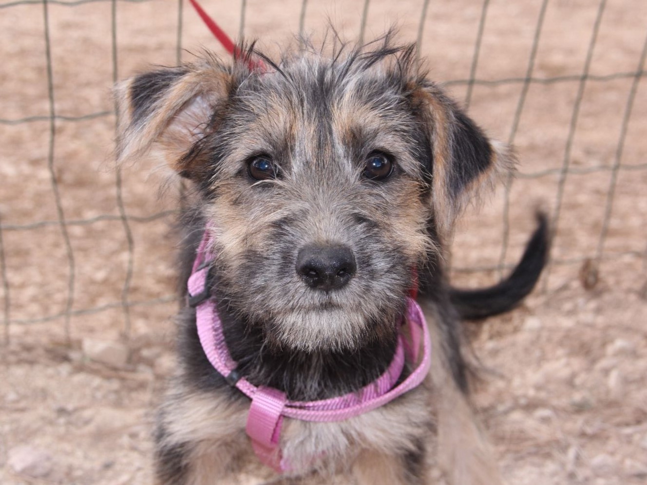 Unsere Hunde - Tierrettung International e.V.