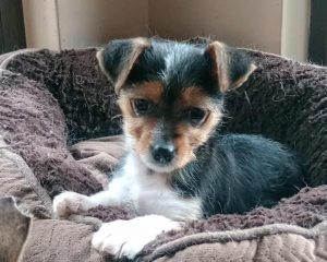 Pixie - Tierrettung International e.V.